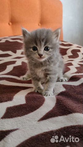 Котята от британской мамы