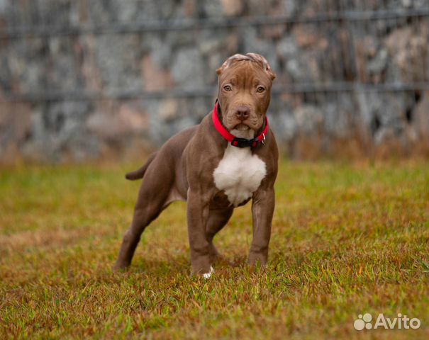 Перспективная сука апбт