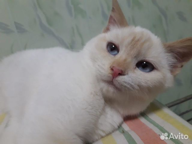 Котенок девочка Сима 5 мес
