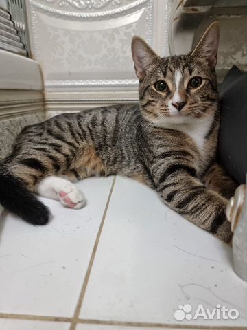 Котенок 4 месяца ищет дом