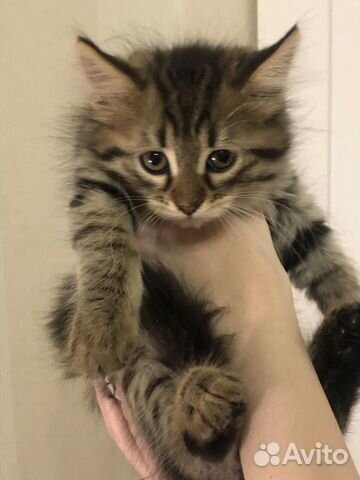 Котята в добрые руки даром