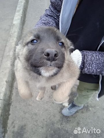 Щеночки ищут дом