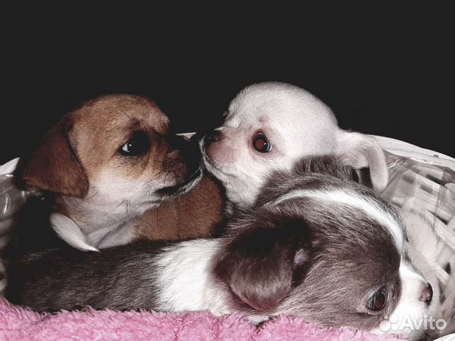 Щенки чихуахуа