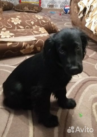 Щенок спаниеля