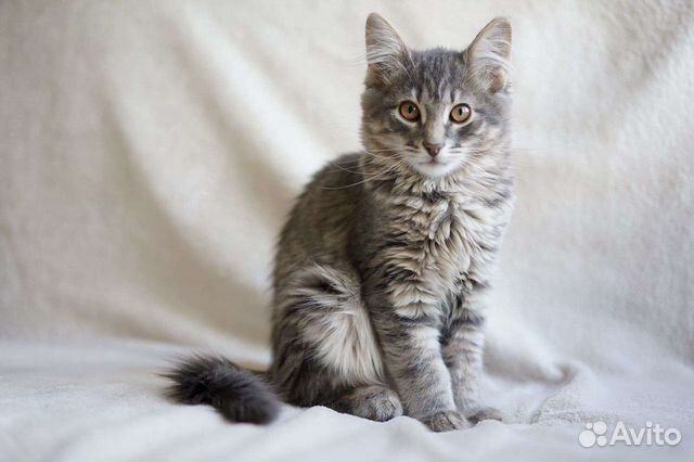 Котёнок котик 4 месяца в дар