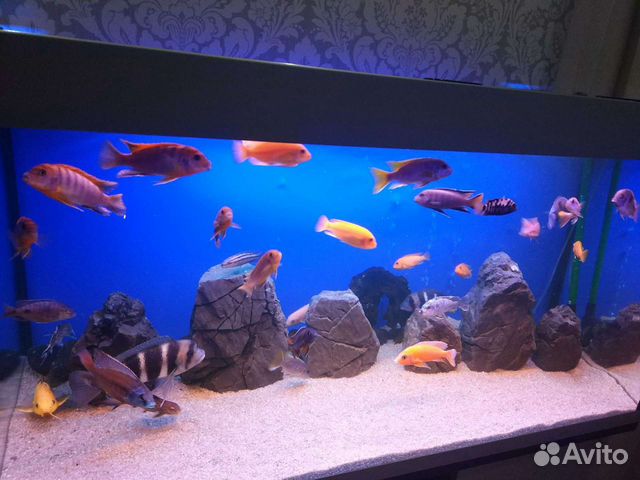 Аквариум Биодизайн Риф 300 литров