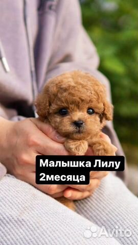 Тикап пудель, teacup, микро пудель из Кореи импорт