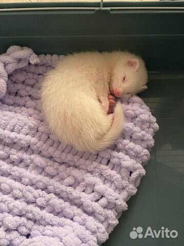 Продам хорька