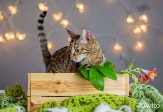 Кошка бесплатно