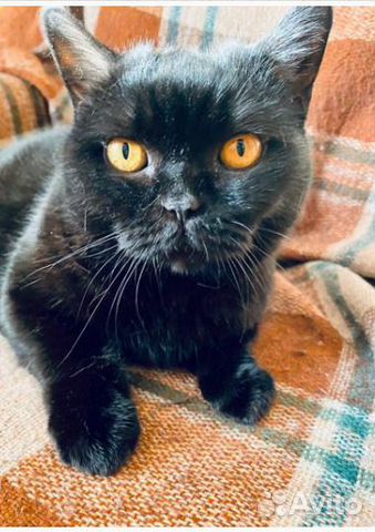 Красивая британская кошка в дар в добрые руки