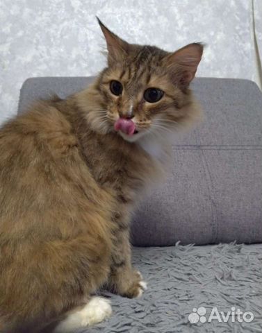 Кошка с 8 жизнями привита стерилизаванная