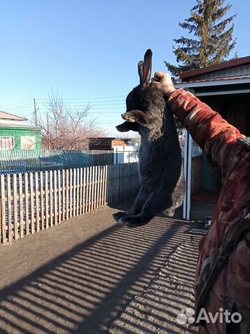 Продажа кроликов