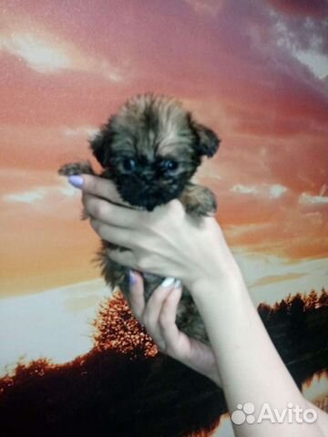 Брюссельский гриффон