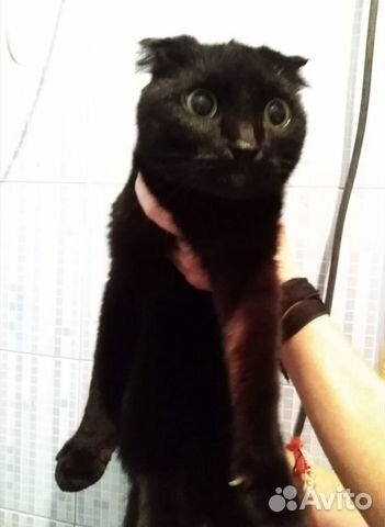 Кот бесплатно