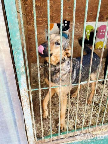 Собака в добрые руки. Умная Комета