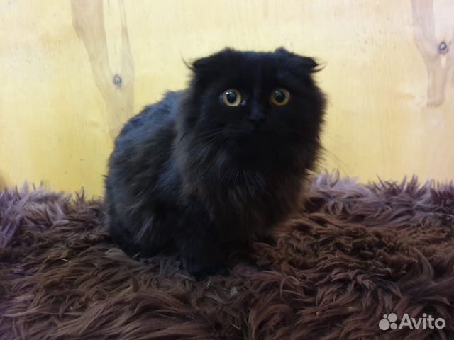 Котята Лили, Лилу и Лютик ищут хозяев. Отдаём