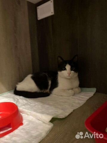 Котик-ласкуша-говоруша