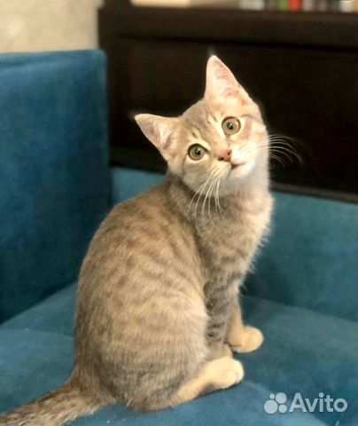 Серебристый котик Сильвер в дар 4,5 мес