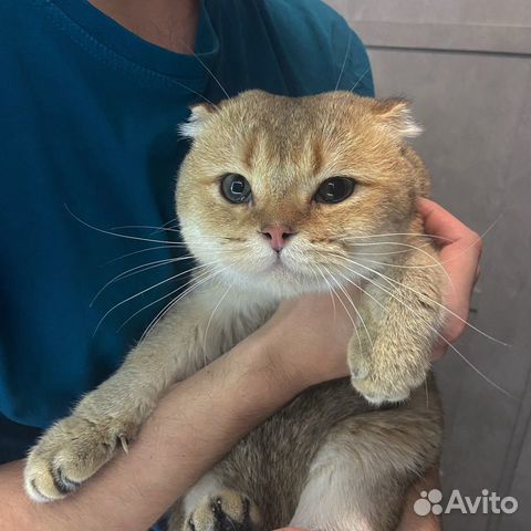 Британская золотая шиншилла