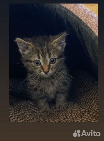 Котенок в добрык руки