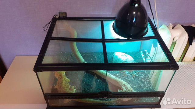 Ящерица Бородатая агама