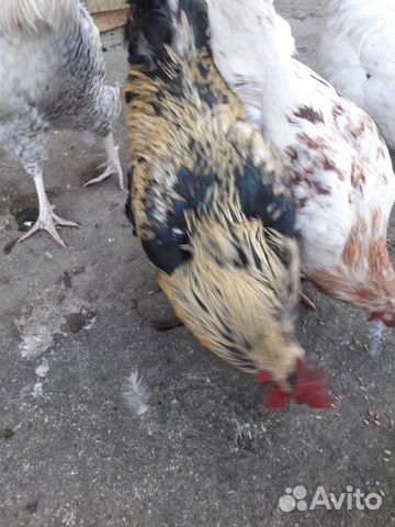 Продаю петуха
