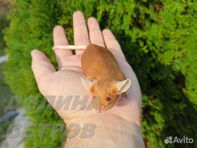 Мышки фавны и золотые