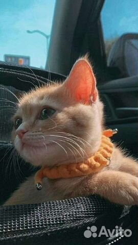 Котенок Лучик