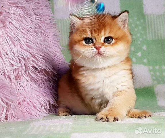 Золотой Кексик