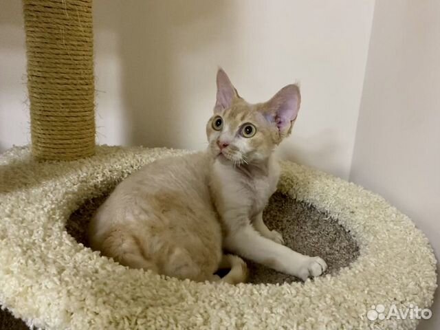 Девон рекс Милый Друг