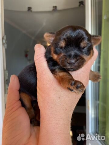 Йоркширский терьер