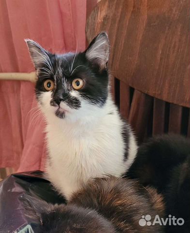 Котенок Совёнок, 4 месяца, мальчик