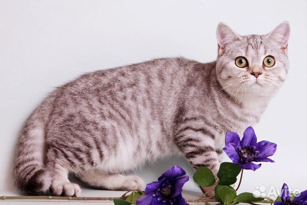 Ангельская кошечка 7 мес