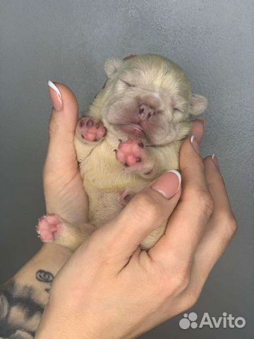 Кремовые детки