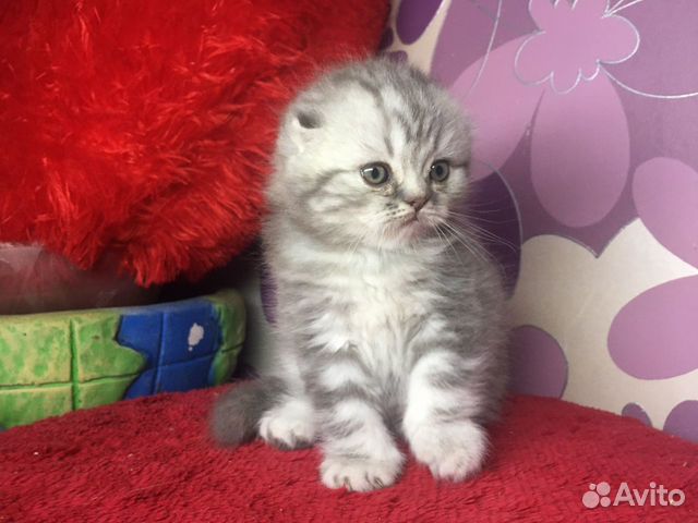 Шотландская вислоухая кошка