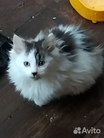 Очаровательные котятки необычных окрасов