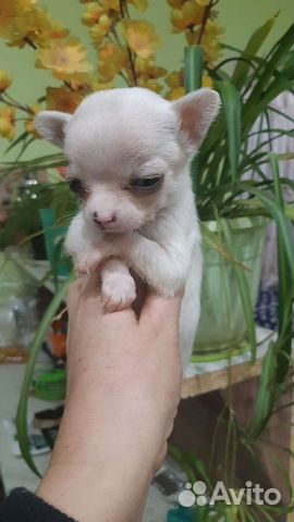 Мини деточки