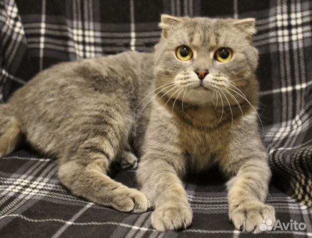 Кошечка Нюша ищет дом