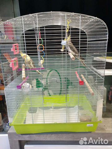 Кореллы пары + клетка