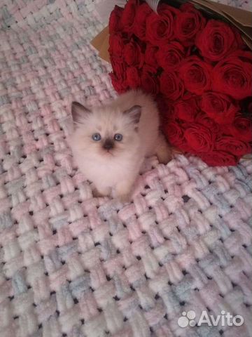 Невская маскарадная