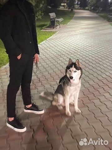 Сибирский хаски вязка