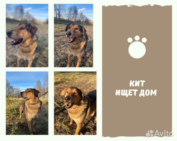 Кит - собака друг