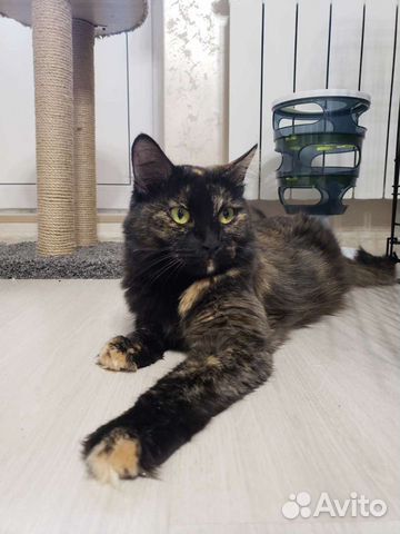 Кошечка Мэгги