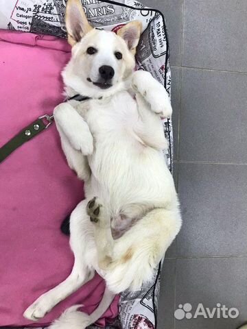 Ласковый Каспер ищет дом