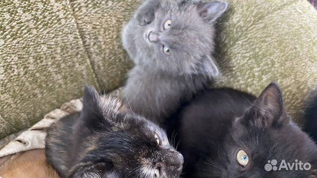 Кошка- добрые милые котята Подарю хорошему человек