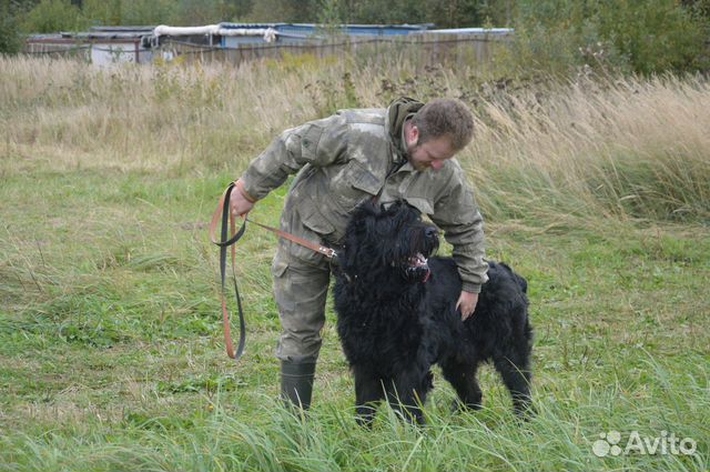 Молодой Черный Терьер в опытные руки в дар