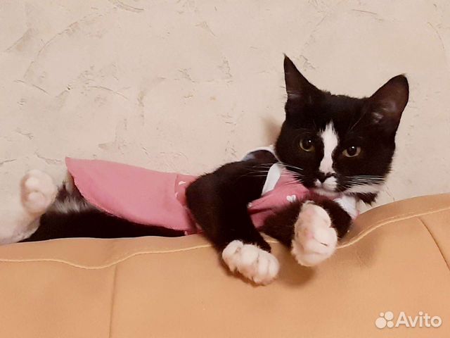 Самая модная кошечка (4 мес) на районе ищет дом