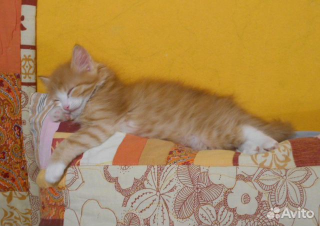 Рыжий котейка