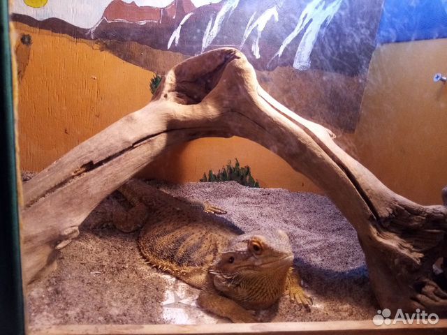 Бородатая агама + террариум
