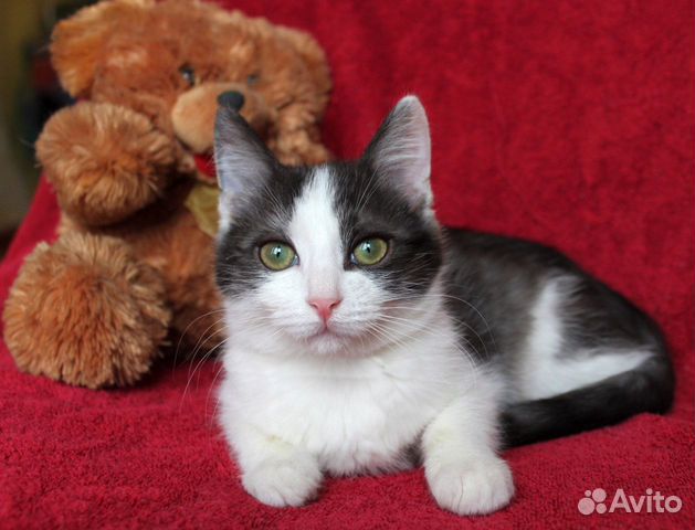 Котёнок Лея